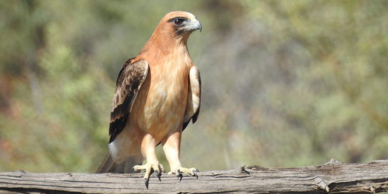 Stay at Arkaba – Arkaba