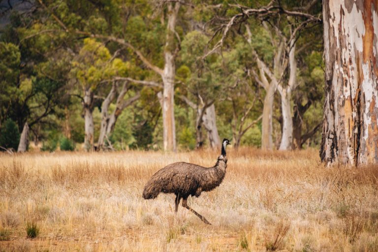 Destination – Arkaba