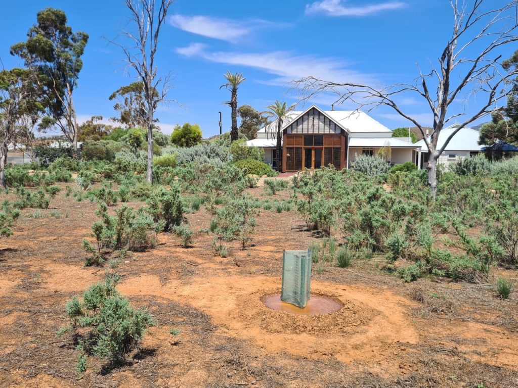 Arkaba December Conservation Report – Arkaba